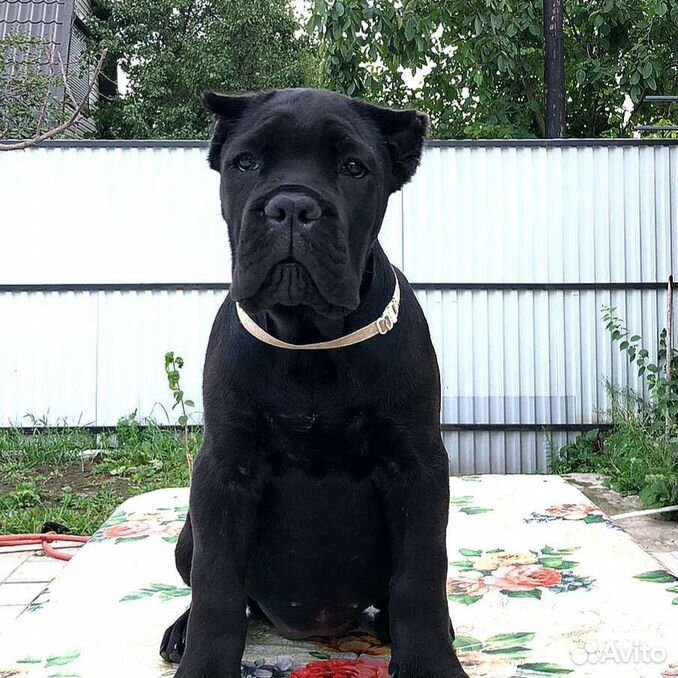 Шикарные Щенки кане Корсо