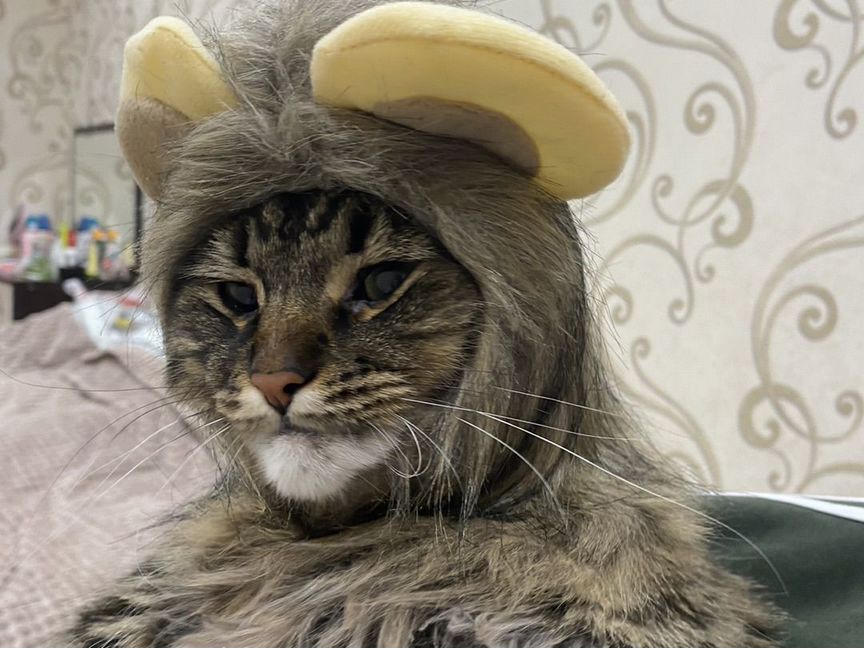 Шапка для животных