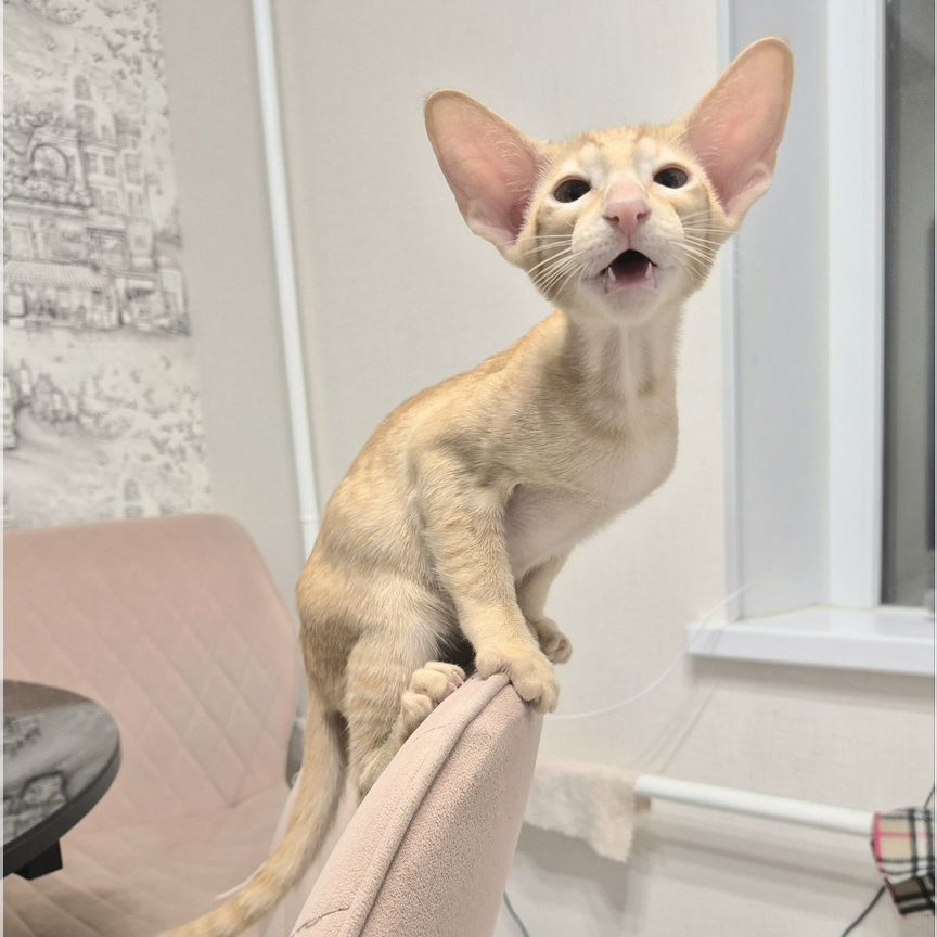 Ориентальный котёнок