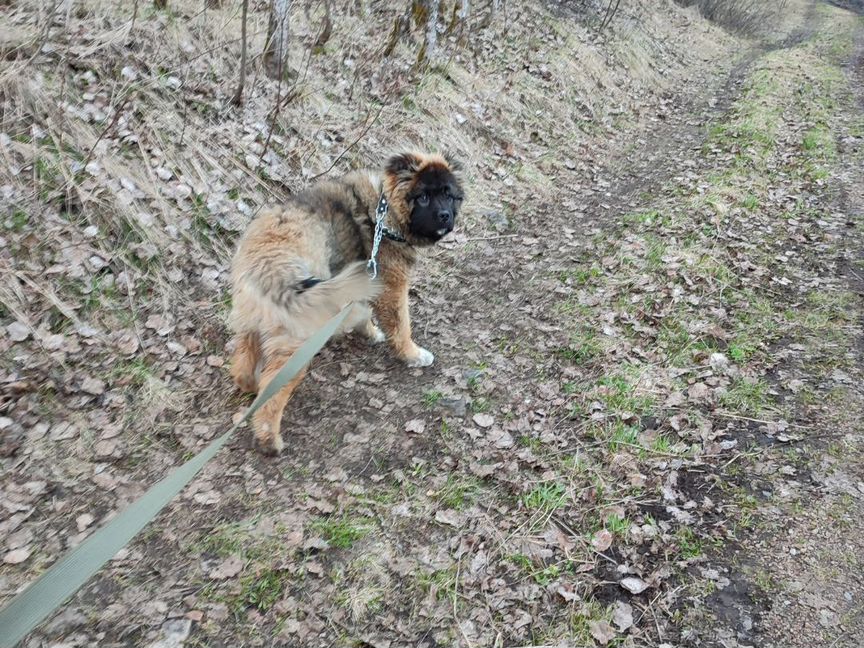 Кавказская овчарка в добрые руки