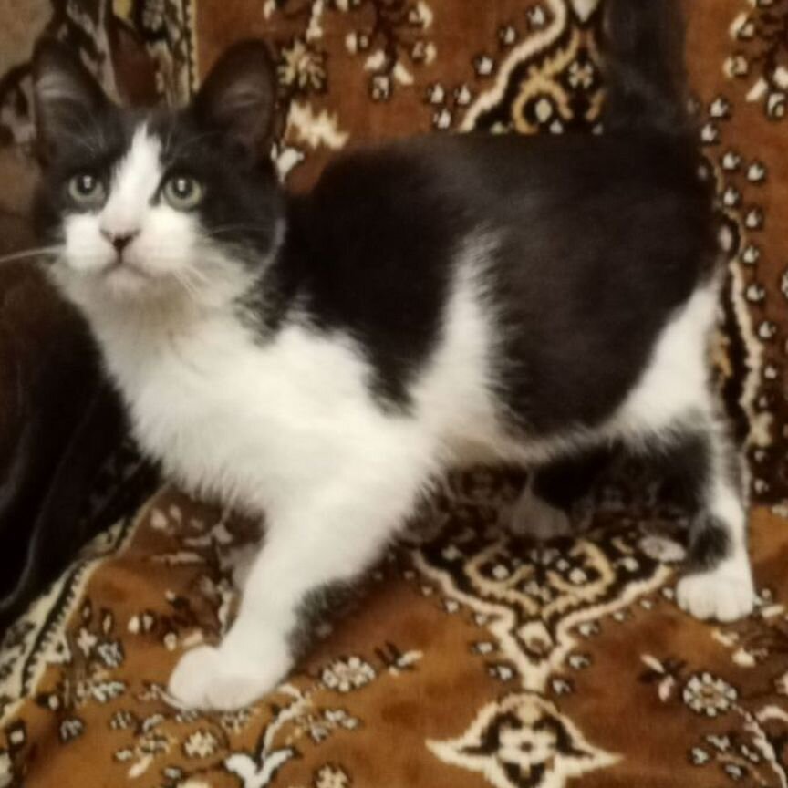 Котёнок мальчик отдаётся в добрые руки