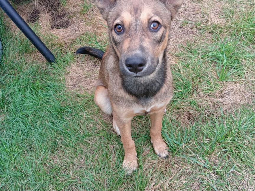 Чудесная малышка в добрые руки