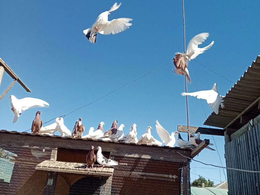 Продажа бакинских голубей