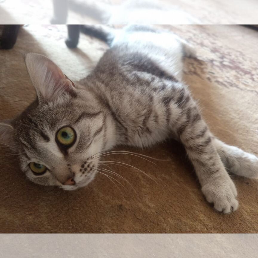 Котёнок в добрые руки