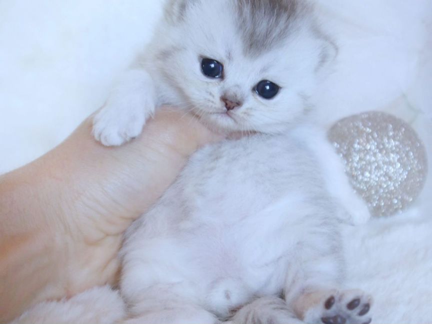 Британские котята шиншилла