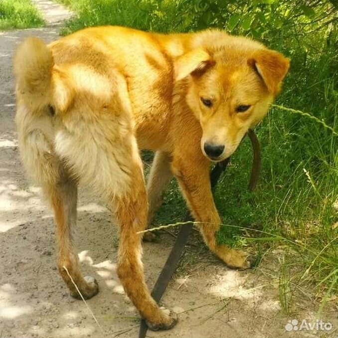 Подросший чудо щенок