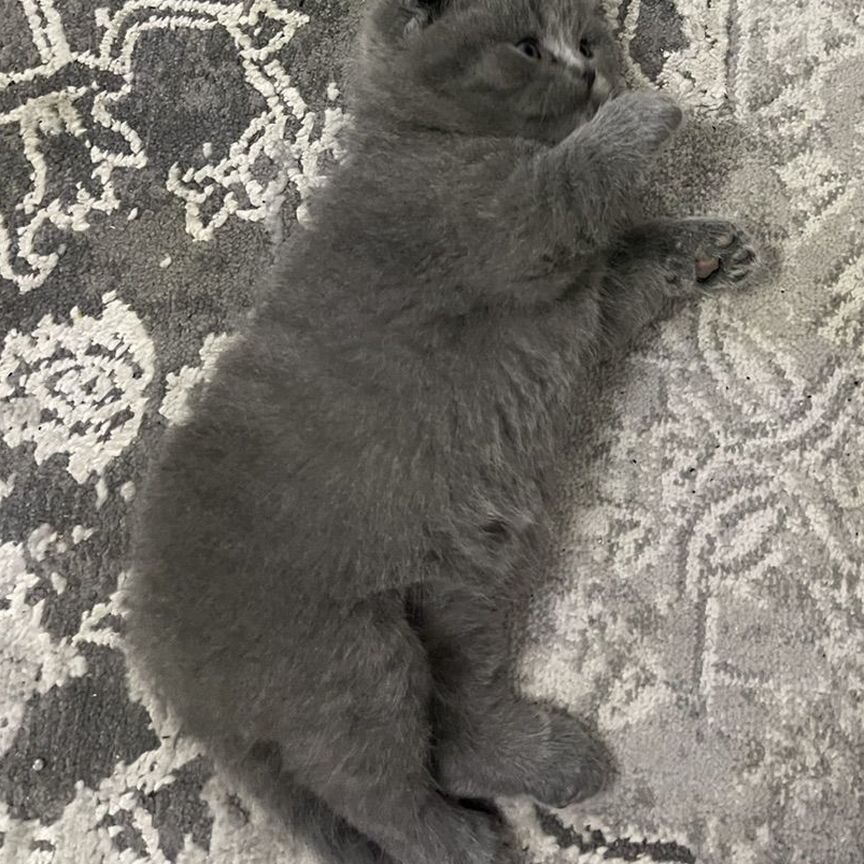 Шотландский вислоухий короткошёрстный котёнок