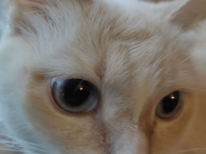 Отдам бесплатно кошку стерилизованную