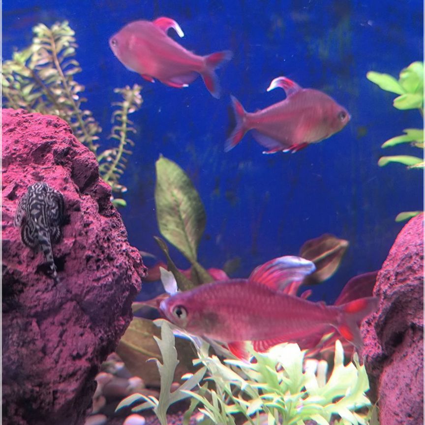 Рыбки Аномалы, Орнатусы Обмен