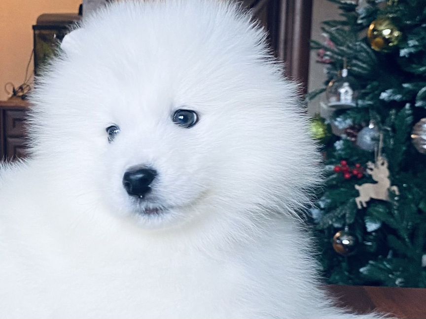 Снежное облачко - самоедская лайка