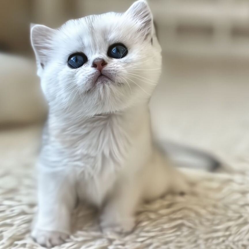 Британский короткошёрстный котёнок