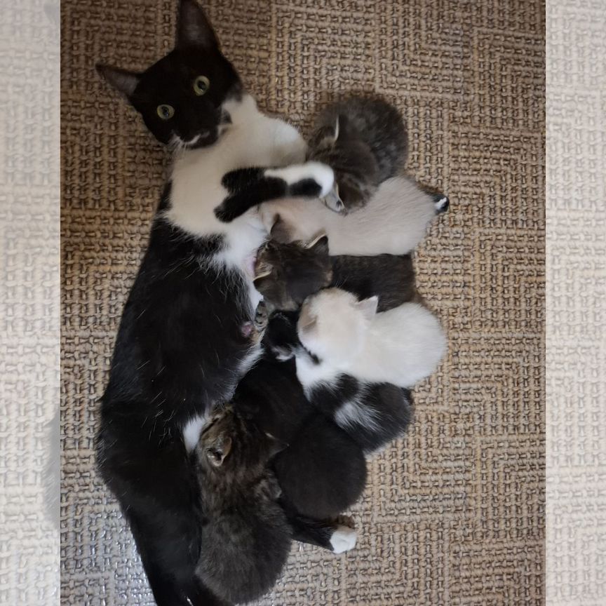 Котята в добрые руки 1 месяц