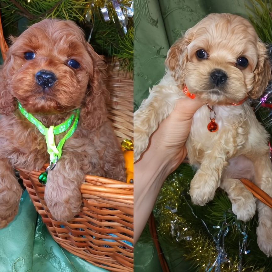 Лабрадудль, щенок