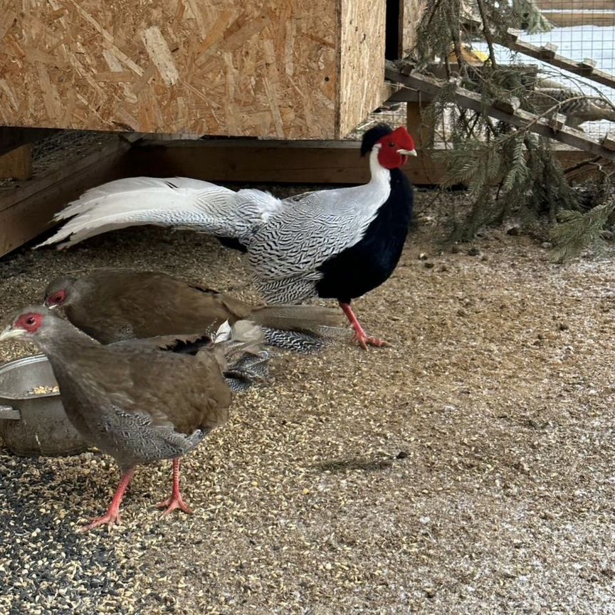 Серебристый фазан