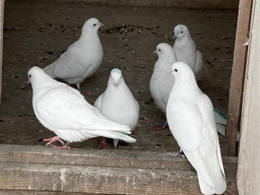 Бакинские голуби