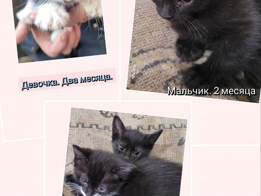 Кошки в добрые руки бесплатно
