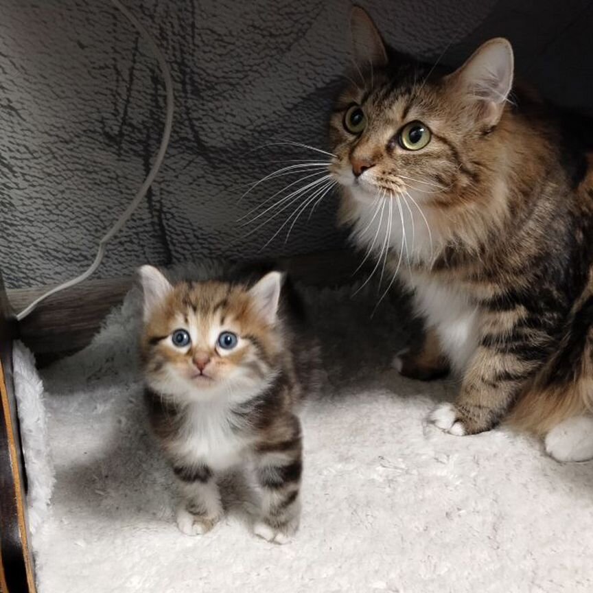 Курильский бобтейл короткошёрстный котёнок