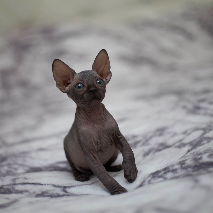 Очеровательный черный мальчик