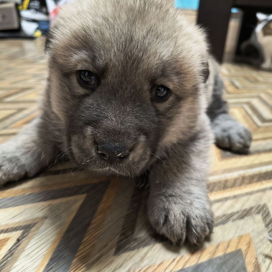 Отдам маламута в добрые руки