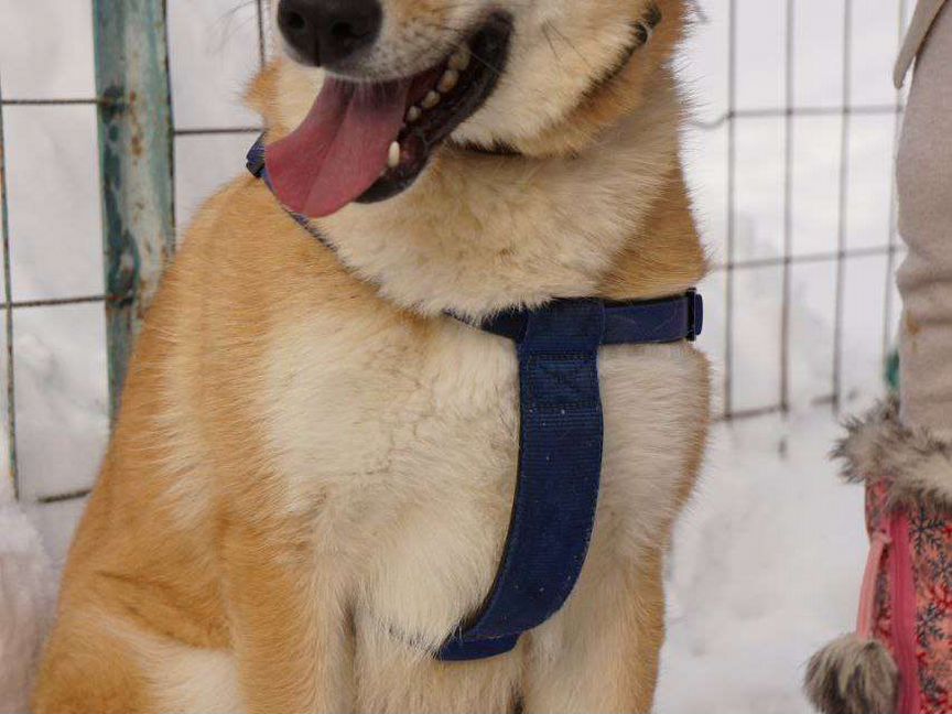 Ума может погибнуть зимой из-за мороза