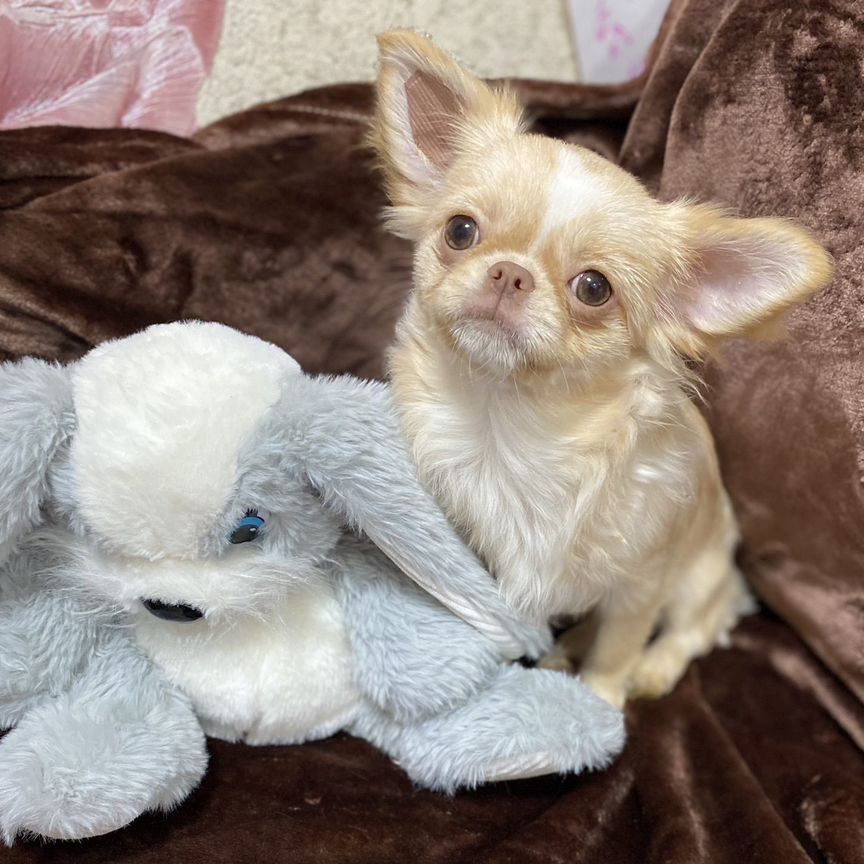 Красотка-чихуахуа в продаже