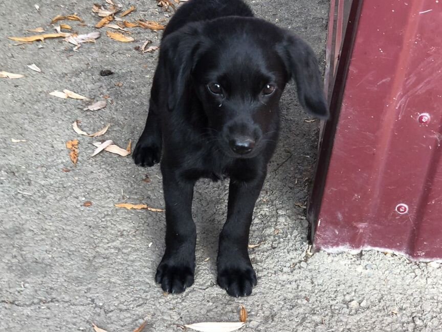 Щенки двор-терьер