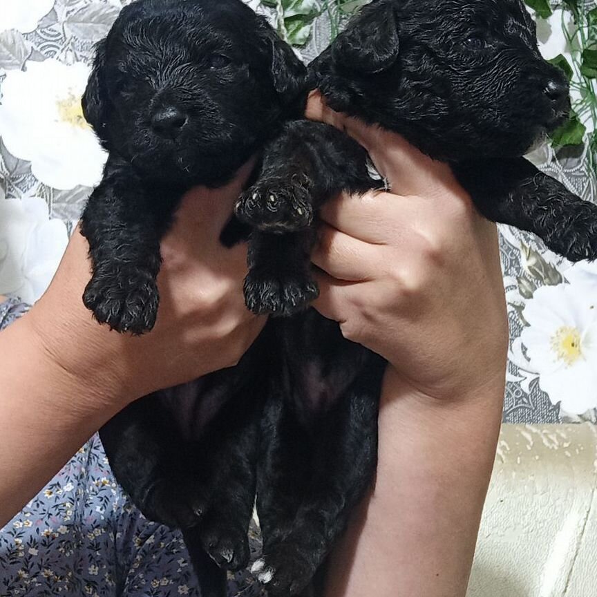 Супер пудельки