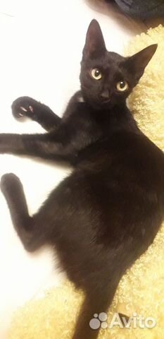 Пантера черная грациозная