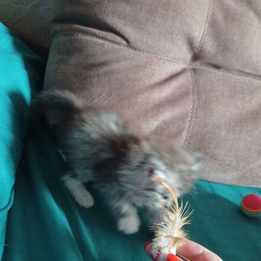 Шотландский вислоухий длинношёрстный котёнок