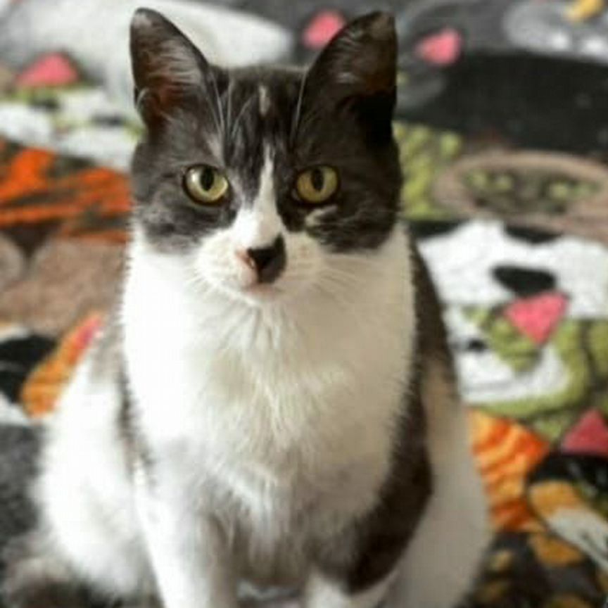 Взрослая кошка в добрые руки