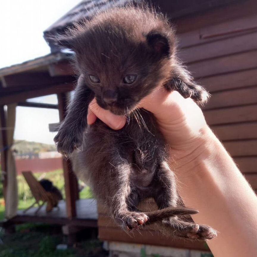 Котята
