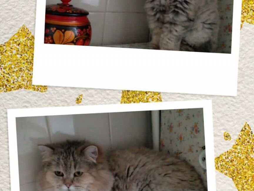 Кошка в добрые руки