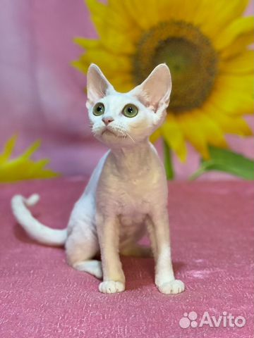 Котята девон-рекс