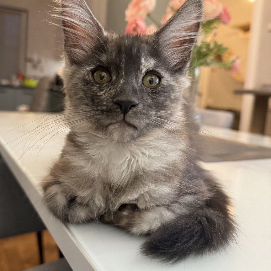 Мейн-кун котёнок