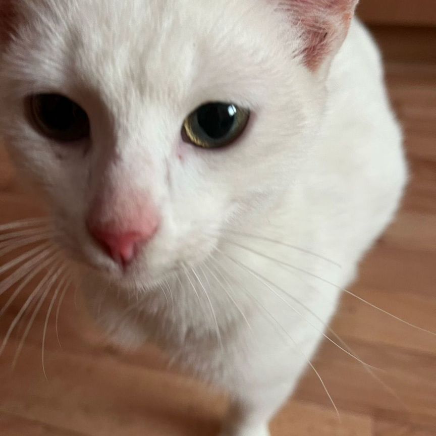 Котенок в добрые руки