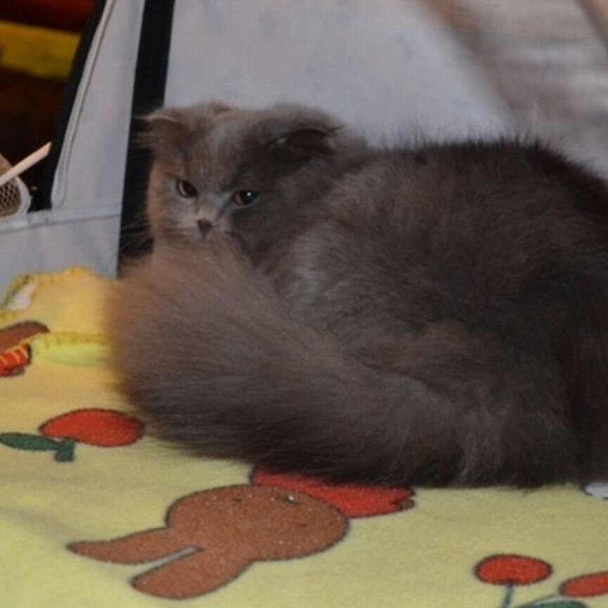 Котята хайленд страйт