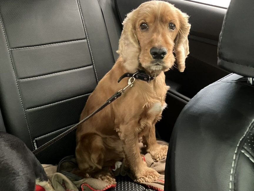 Кокер спаниель вязка