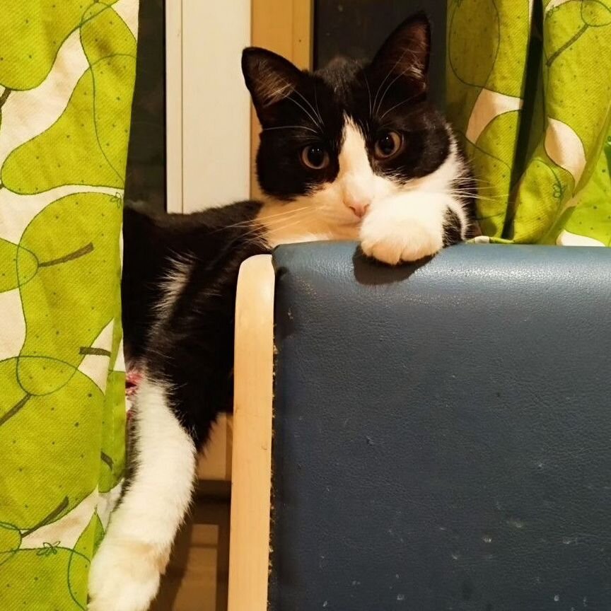 Отдам кота в хорошие руки