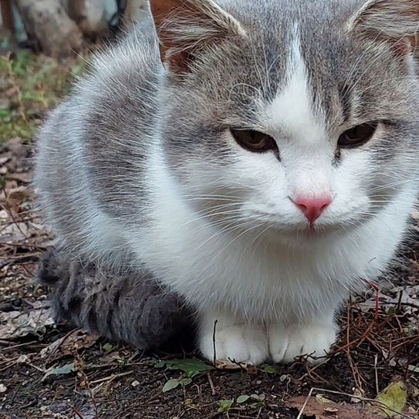 Взрослый кот в добрые руки