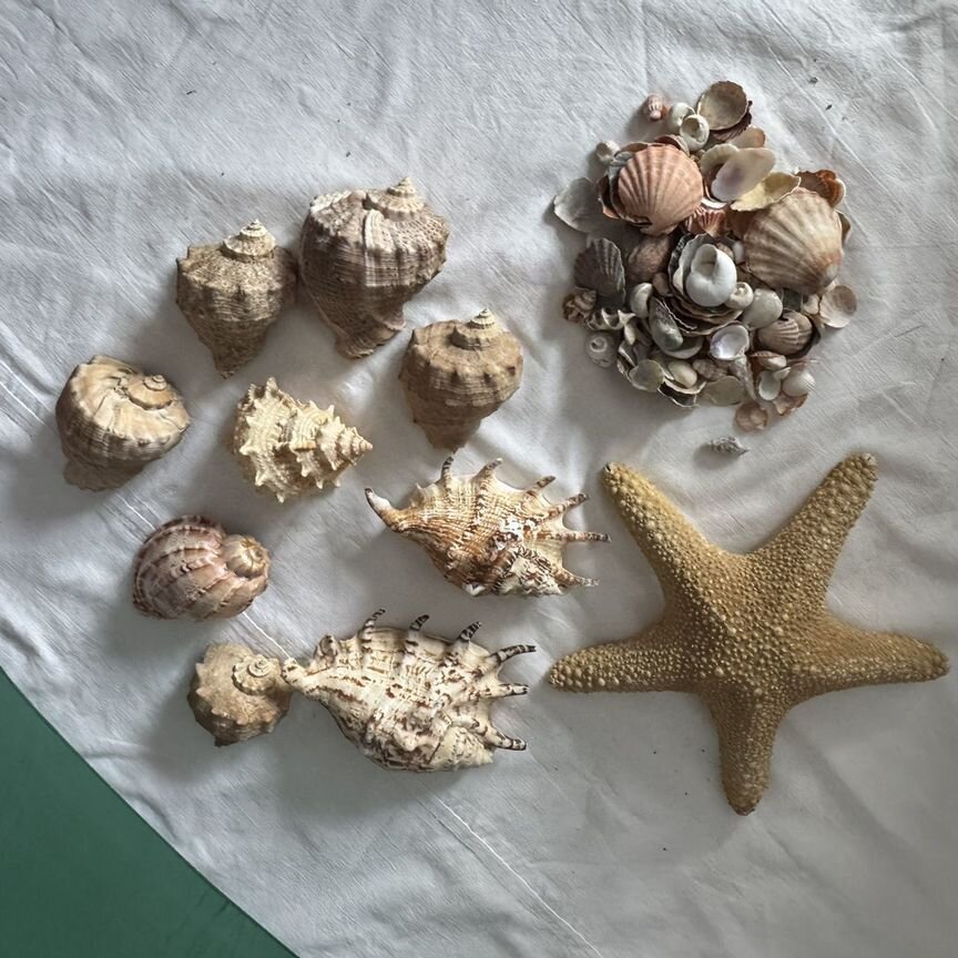 Морские ракушки одним лотом