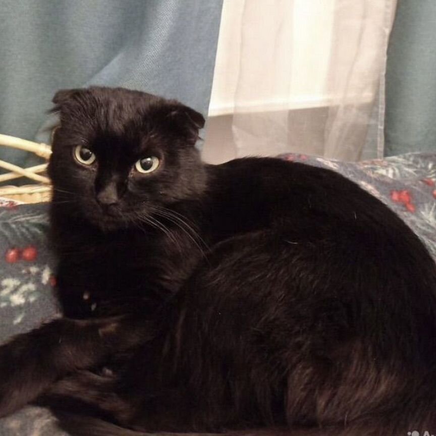 Шотландский вислоухий короткошёрстный кот, взрослый