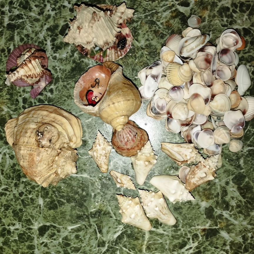 Ракушки для аквариума