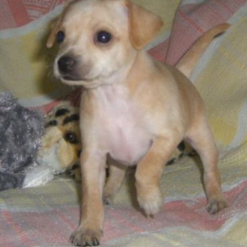 Карликовый пинчер щеночки