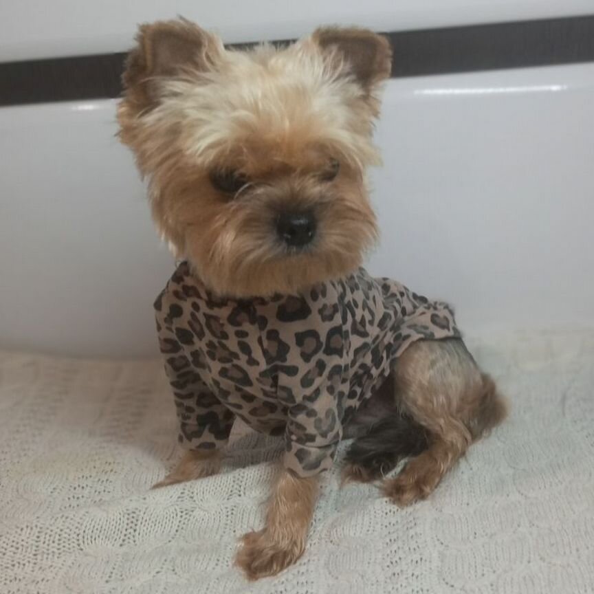 Йоркширский терьер, взрослая собака