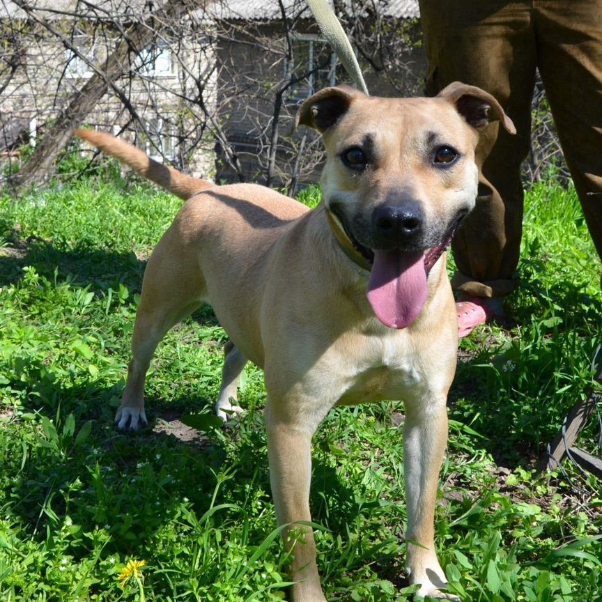 Собака метис в добрые руки