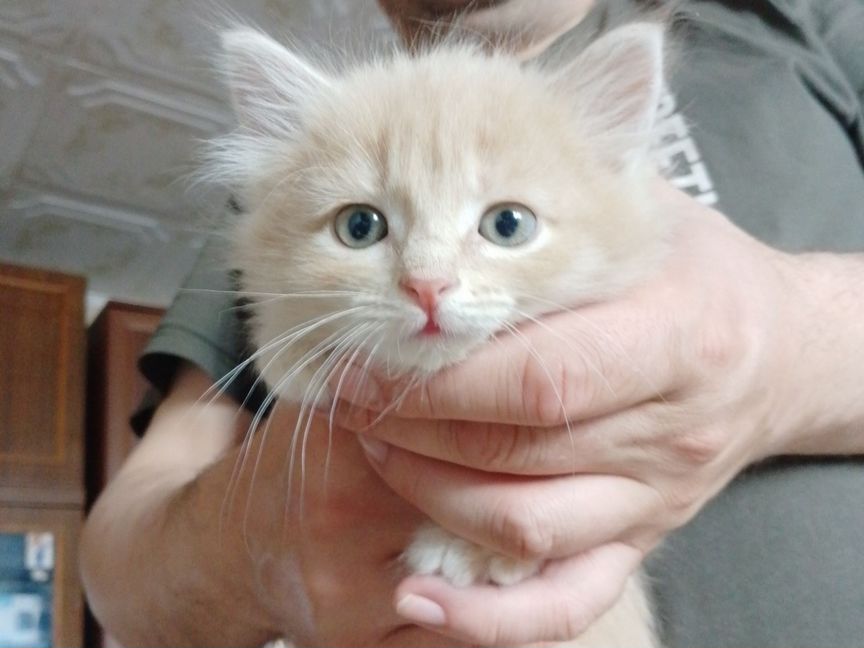 Сибирский котик