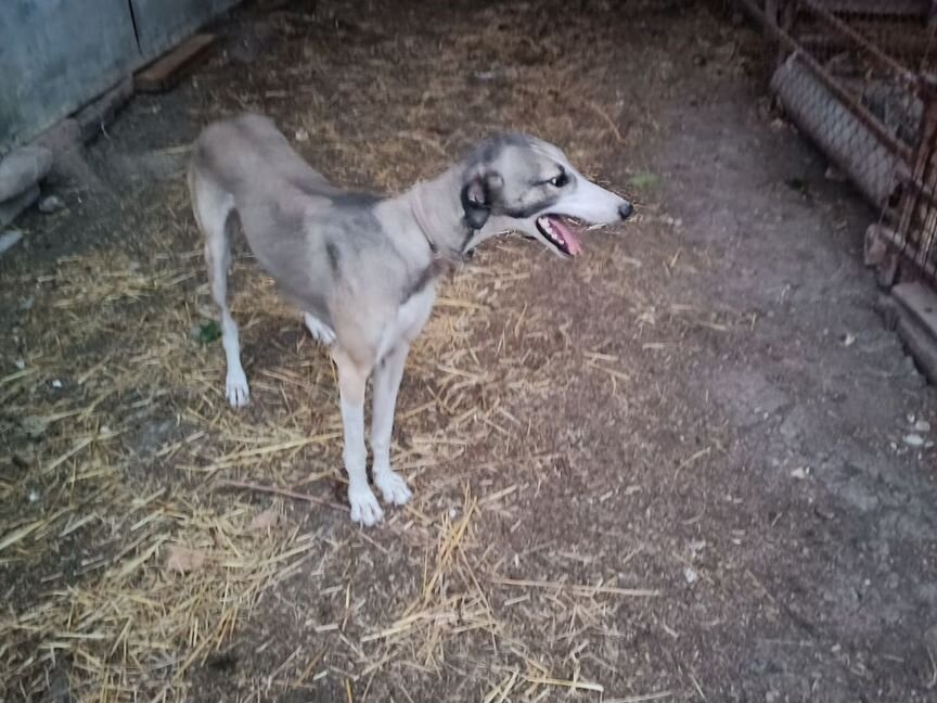 Русская борзая