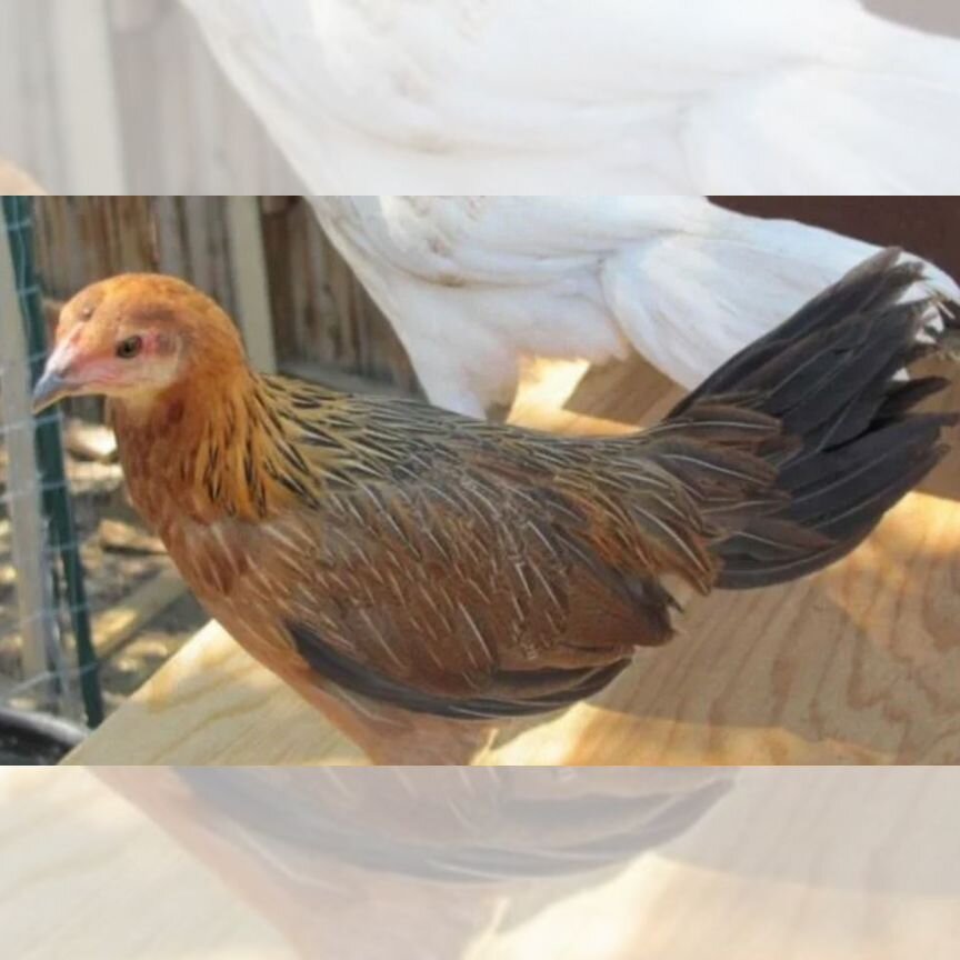 Курочки породы Феникс