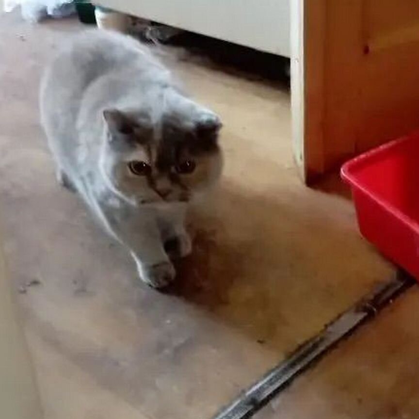 Шотландская вислоухая короткошёрстная, взрослая кошка