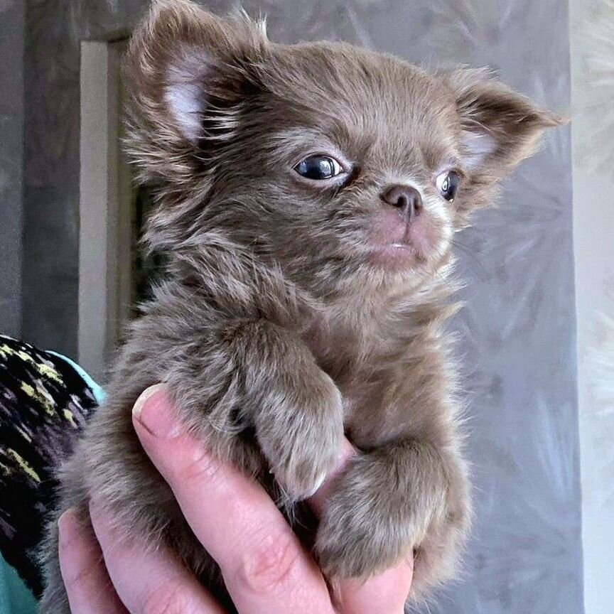 Чихуахуа, щенок